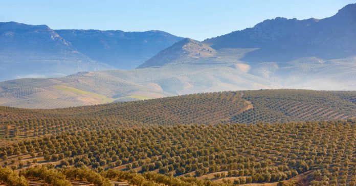 Andalusia: the leading region of the Spanish agriculture