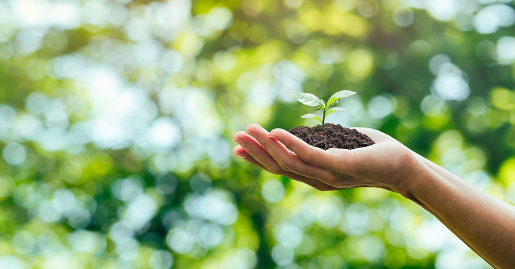 Cattini & Figlio invests in electric cars for a sustainable future